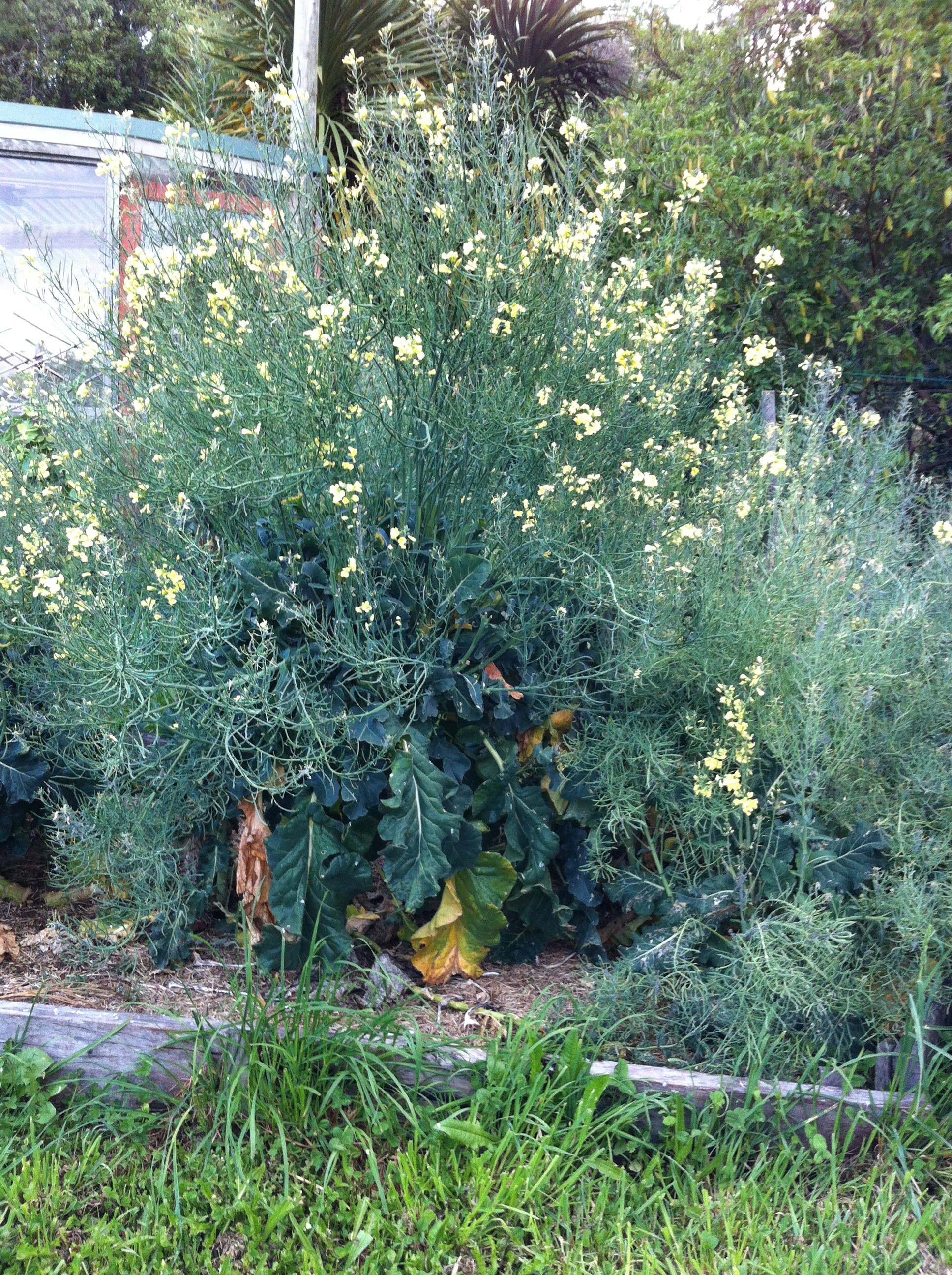 ~OrchardKitchenGarden~ | …because that's all we ever really wanted…